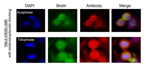 Protein A Turbo Proximity Biotinylation Enzyme Pat001 100ug
